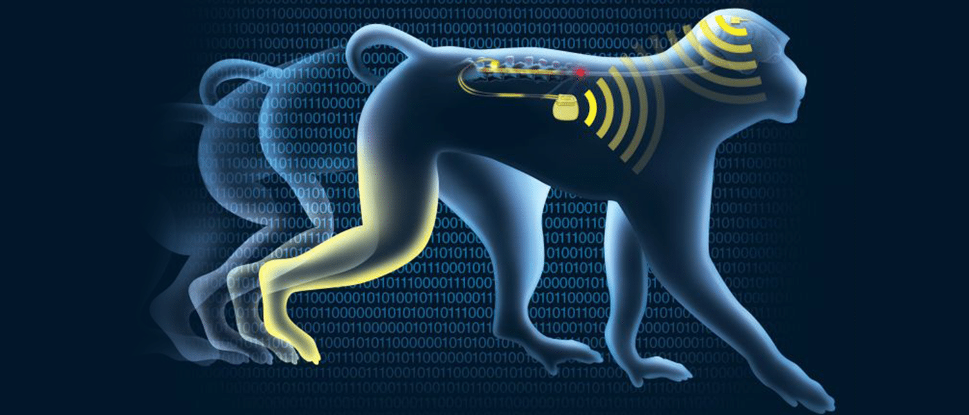 Paralyzed Monkeys Able to Walk Again With Brain Implant. Human Trials ...