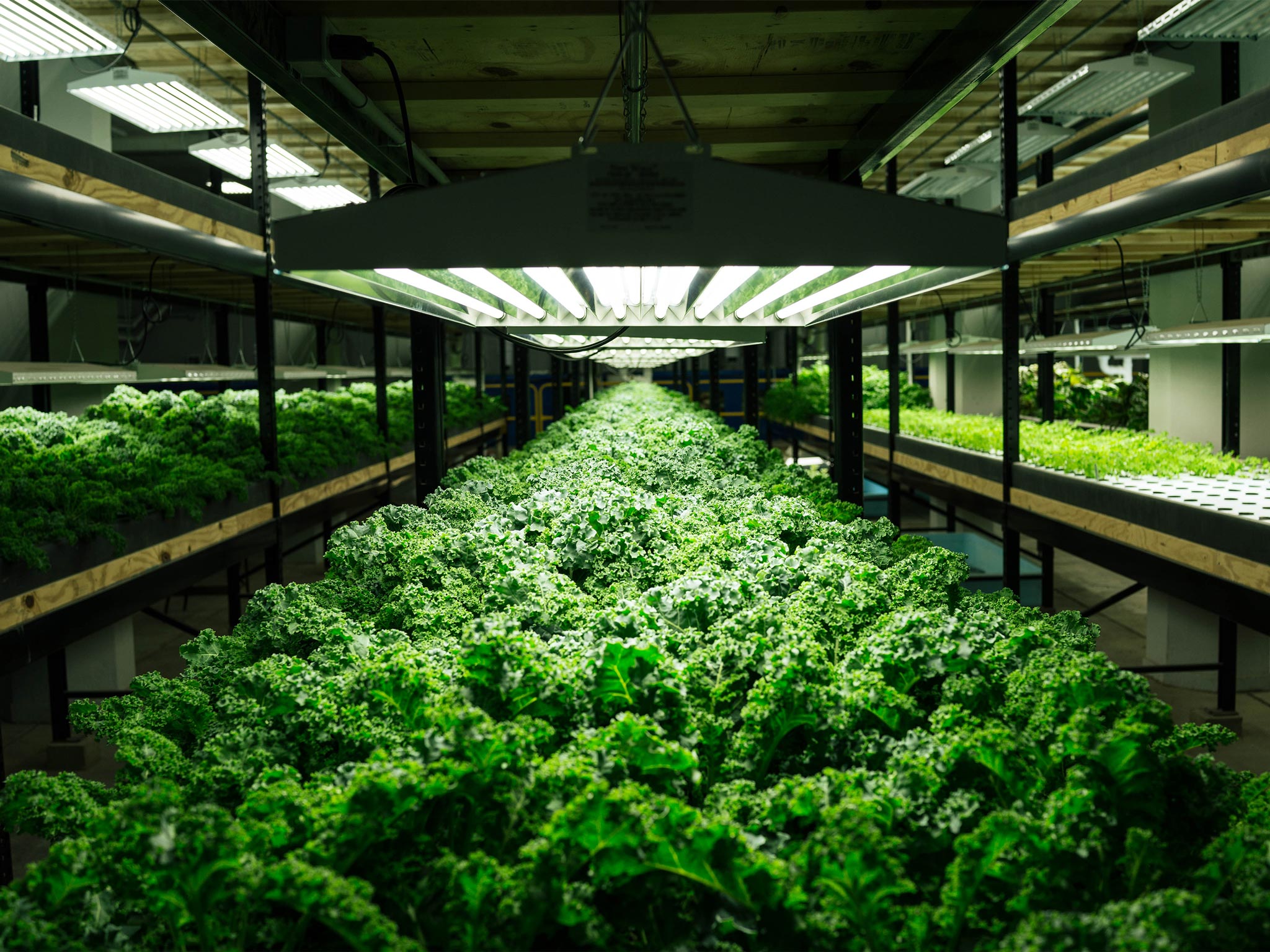 Urban Farming Will Bring Food to City-Dwellers Who Need it Most