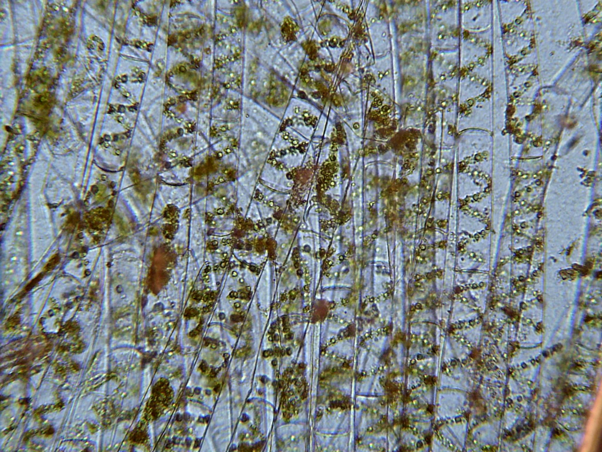 Genetically Modified Algae Could Be Key to Tomorrow's Bio Solar Cells