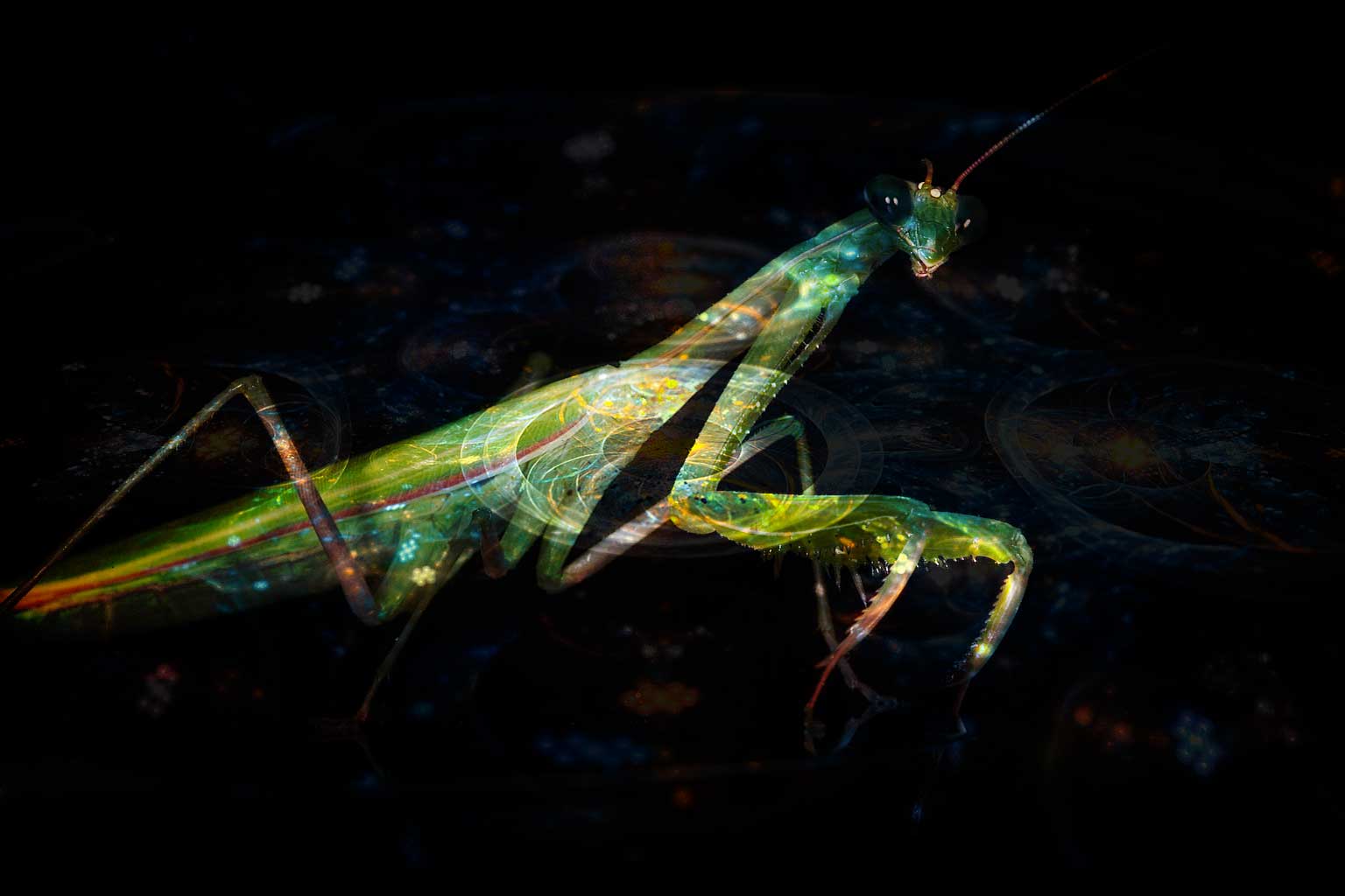 Researchers Put 3D Glasses on Praying Mantises and Discovered a New ...