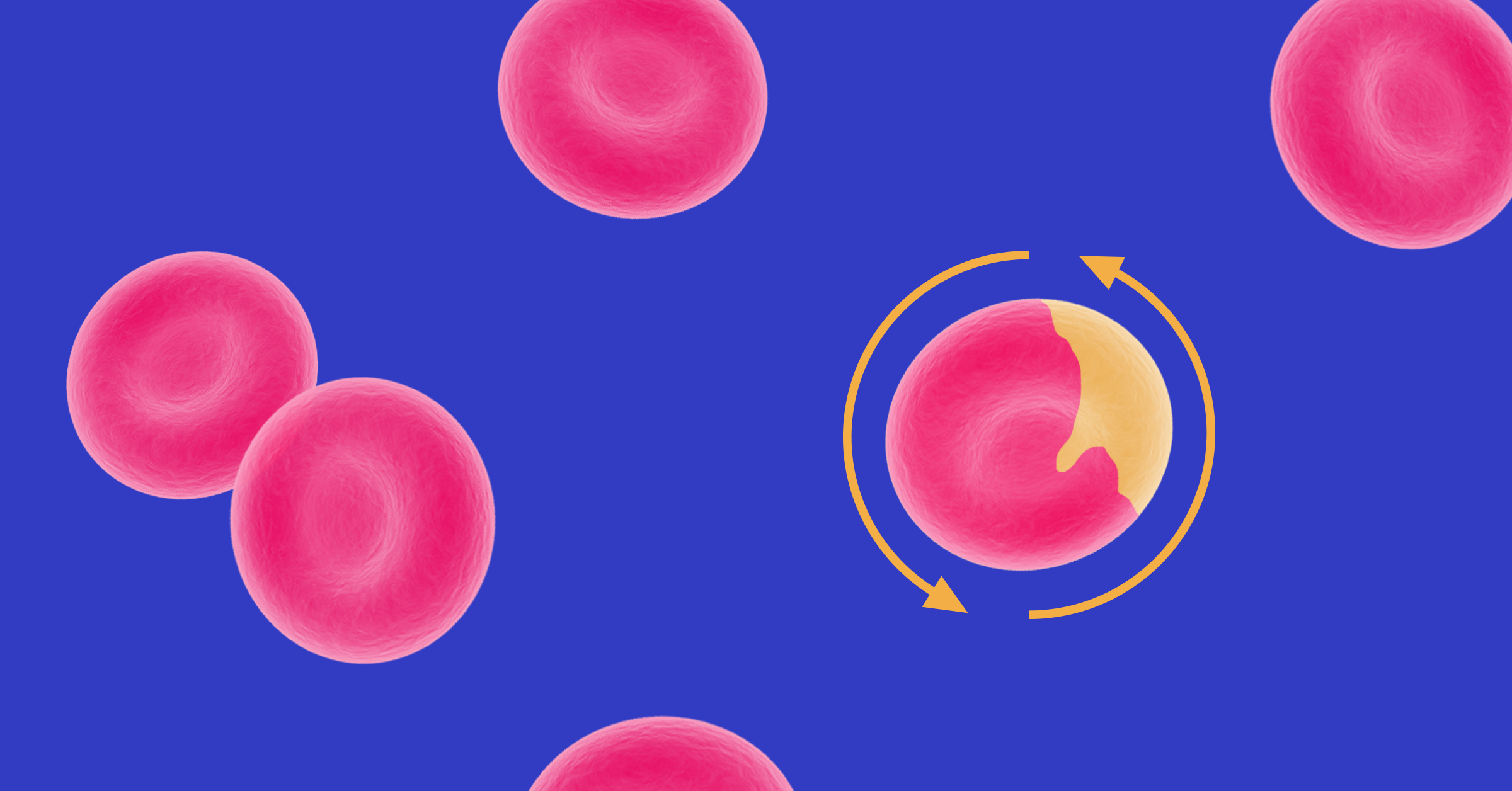 Artificial Bone Marrow Tissue Mimics Stem Cells' Natural Habitat