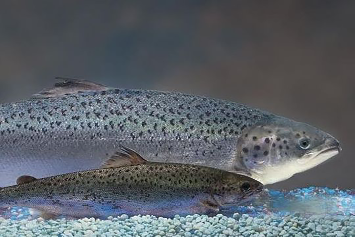 FDA Allows Genetically Modified Salmon Imports in the US