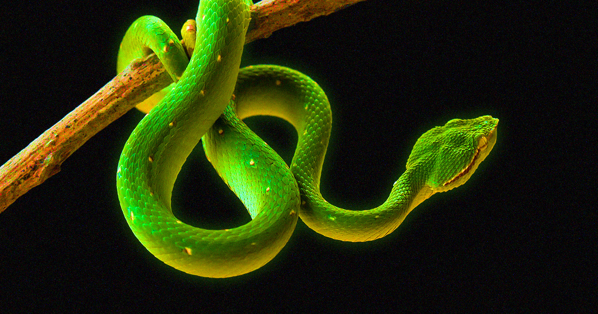 Scientists Monitoring Radioactive Snakes Near Fukushima Meltdown Site