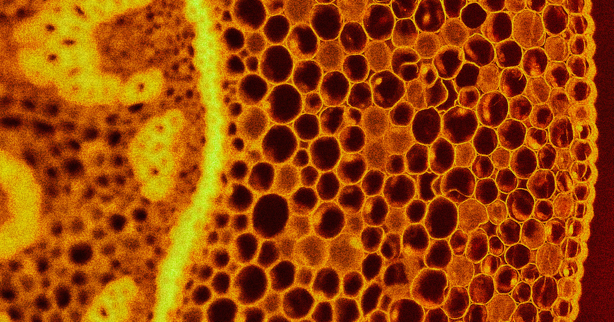 Scientists Build Biological Robots From Human Cells