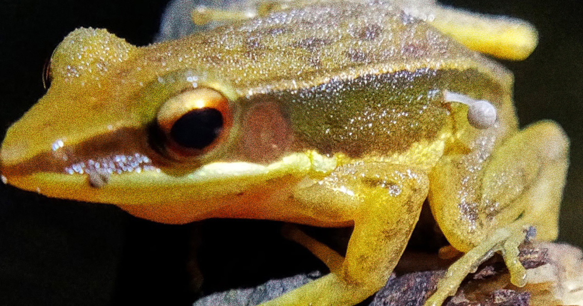 Scientists Surprised to Find Mushroom Growing Out of Frog
