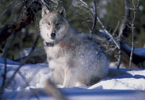 How Wolves Change the Course of Rivers (video)