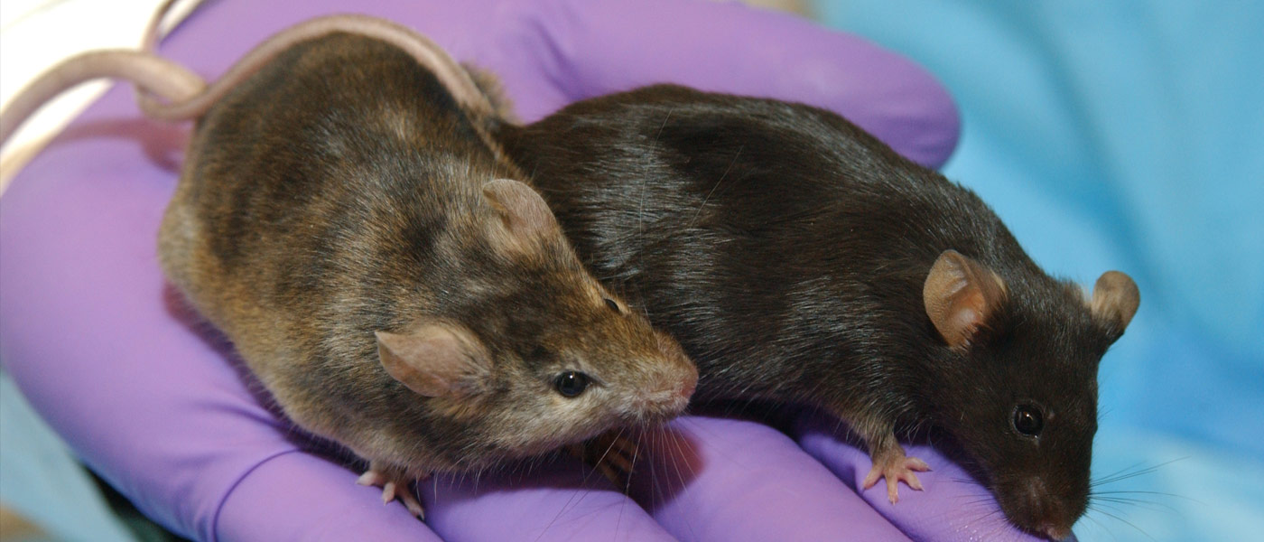 Scientists Are Mutating Rat Genes To Turn Them Into 'Super Sniffers'