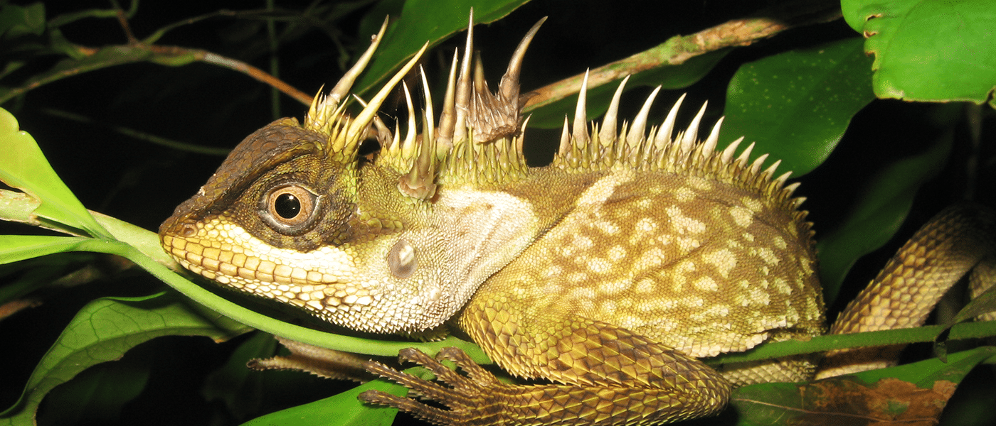 Researchers Discovered 163 New Species in Just One Region, and Many ...