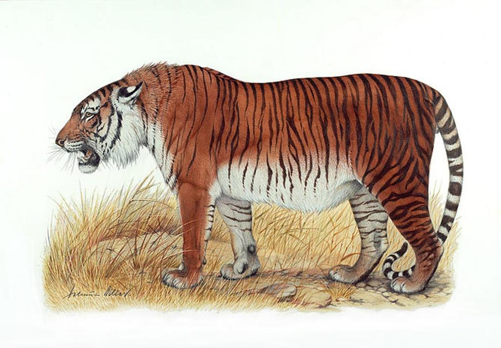 Scientists Aim to Bring Extinct Tiger Species Back to Life