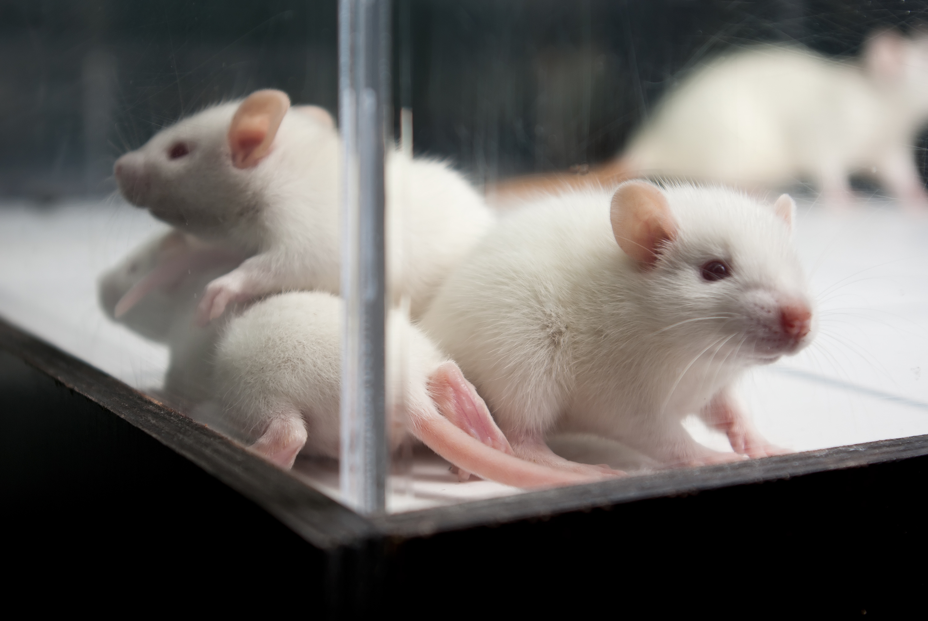 A New Tool Could Help Us Finally Eliminate Animal Testing