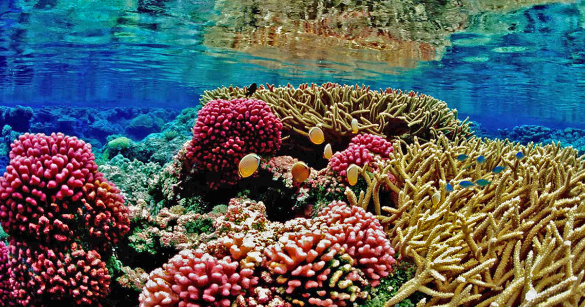This Startup Is Growing Coral on Land and Transplanting It Into Damaged ...