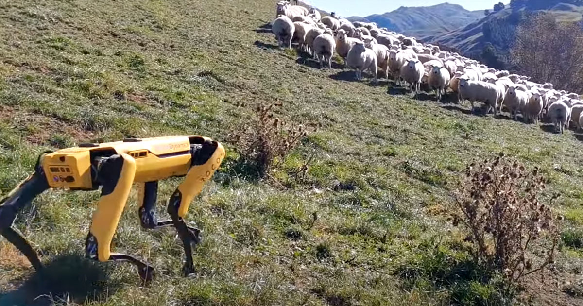 Watch a Robot Dog Herd Sheep on a New Zealand Farm