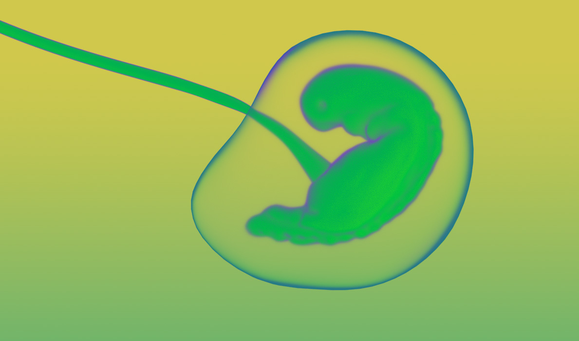 New Regulations Let Scientists Keep Lab-Grown Human Embryos Alive for ...