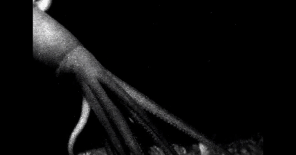 Video Shows Giant Squid Hunting Deep Underwater | Futurism