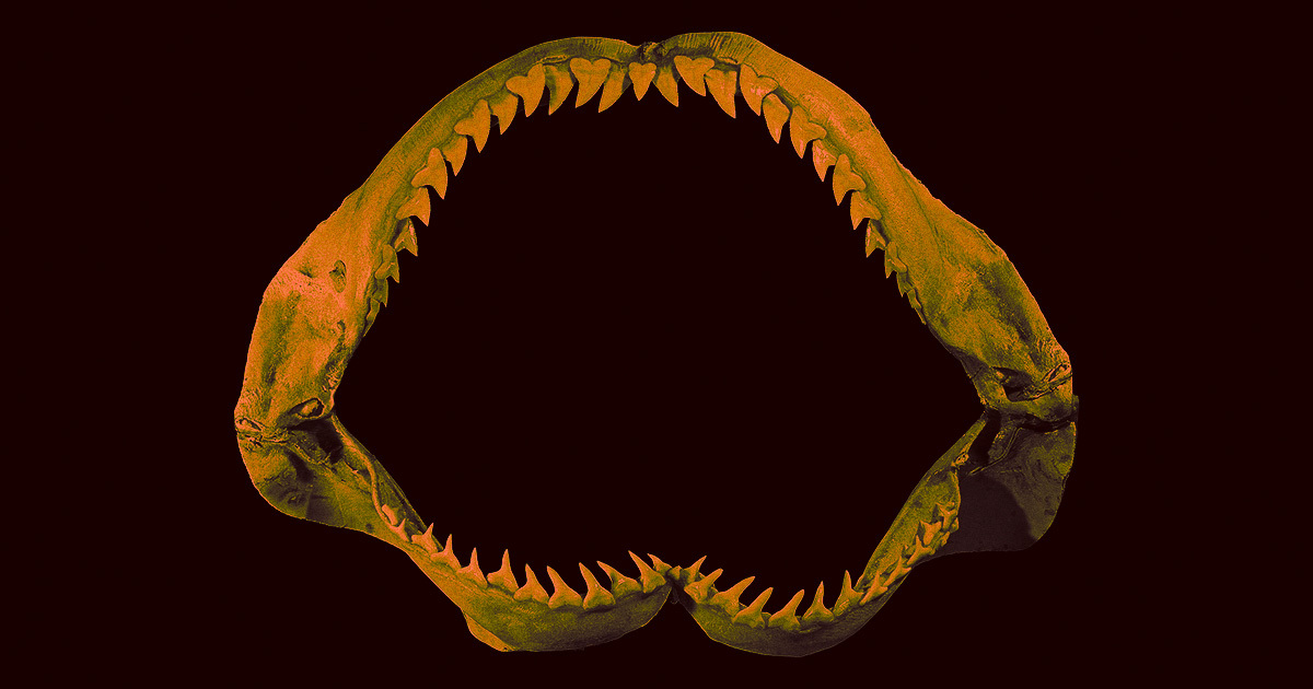 Scientists Stumble Upon Huge Graveyard of Sharks, Deep Under Ocean