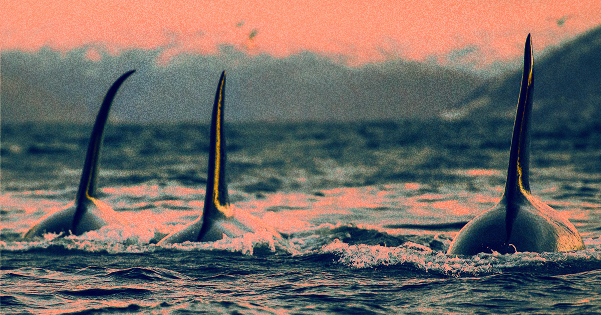 Captain Attacked Twice by Orcas Says They're Developing Better Anti ...