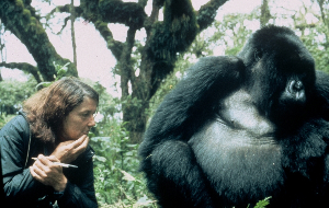 Dian Fossey: A Scientist to Remember
