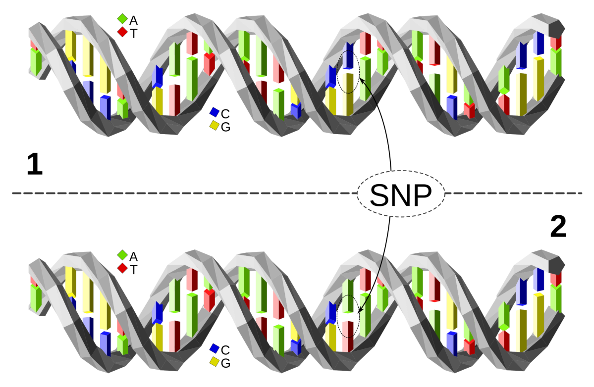 Predetermined Genius: A Potential for High Intelligence Lies in Genetics
