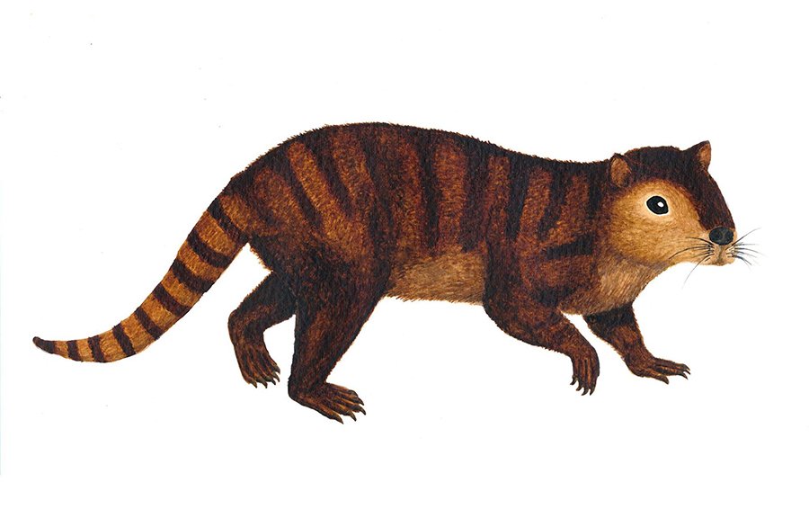 Real Life Rodents of Unusual Size: Scientists Discover a New Genus
