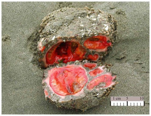 Pyura Chilensis: Meet the Living Rock