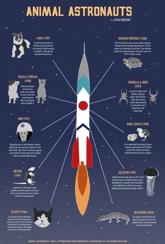 A Graphic Guide to Animals in Space