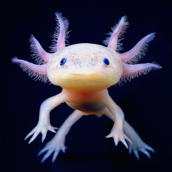 Meet The Axolotl: The Mexican Walking Fish
