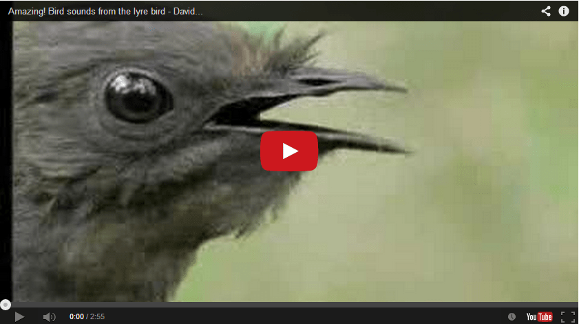 The Horrors of Sound Pollution: Meet The Bird That Mimics Chainsaws and ...