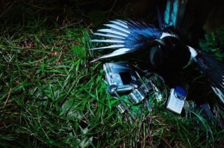 Animal Stereotypes: Magpies and Shiny Objects