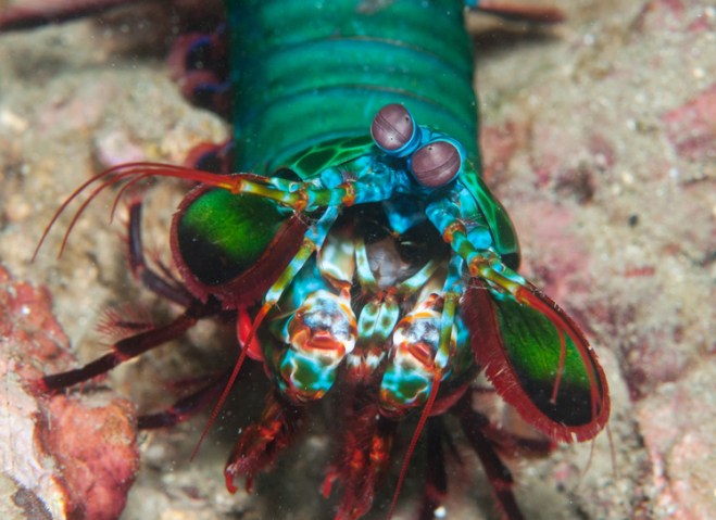Meet the Mantis Shrimp