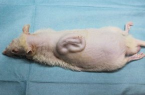 Scientists Successfully Grow a Living Human Ear on a Rat
