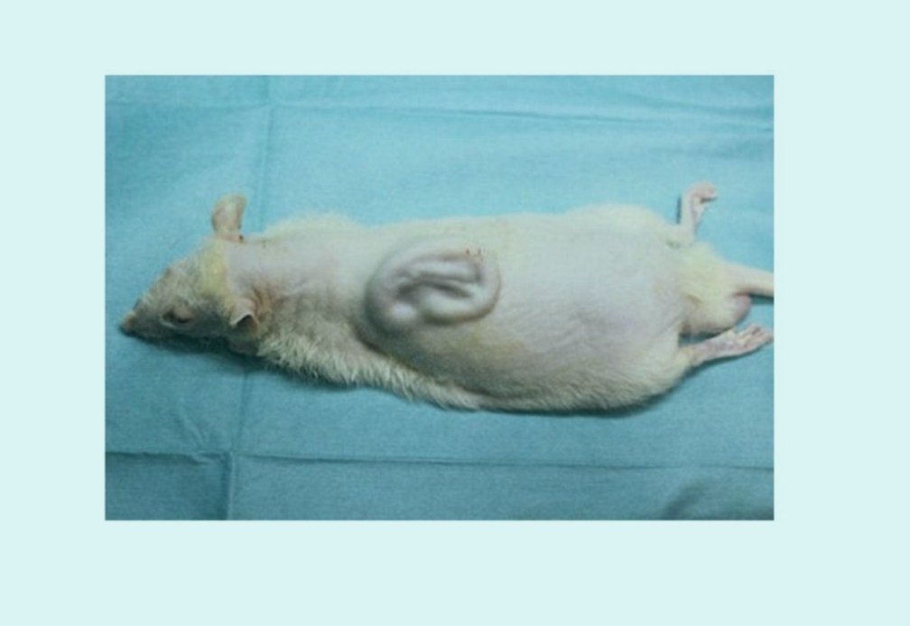 Scientists Successfully Grow a Living Human Ear on a Rat