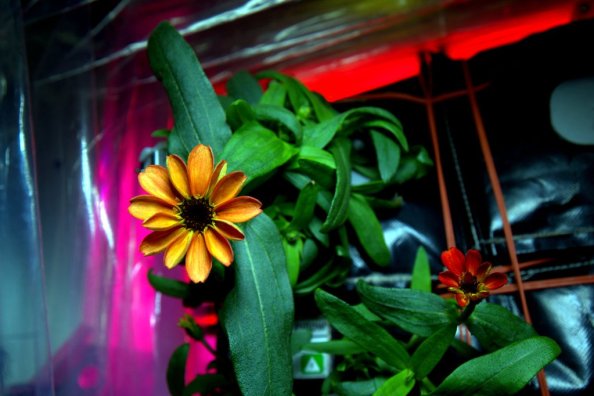 The First Flowers Are Blooming Aboard the International Space Station