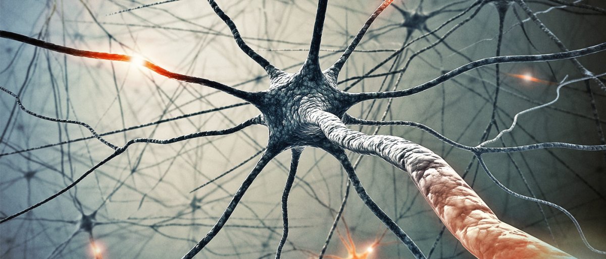 Scientists Begin Work on Reverse-Engineering the Brain