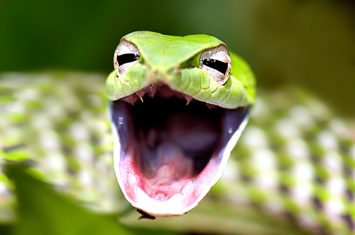 Venomous vs Poisonous: What Is the Difference Between Venom, Poison ...