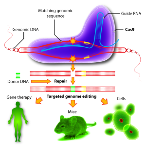 The Age of Gene Editing: Everything You Need To Know About CRISPR/Cas9