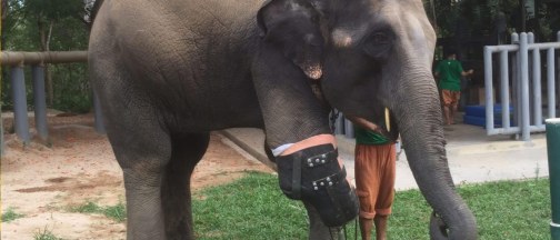 Meet Mosha, the Elephant who Received a Prosthetic Leg after a Landmine ...