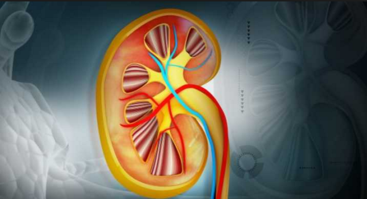 Wearable Artificial Kidney Completes First Clinical Trial, Could Free ...