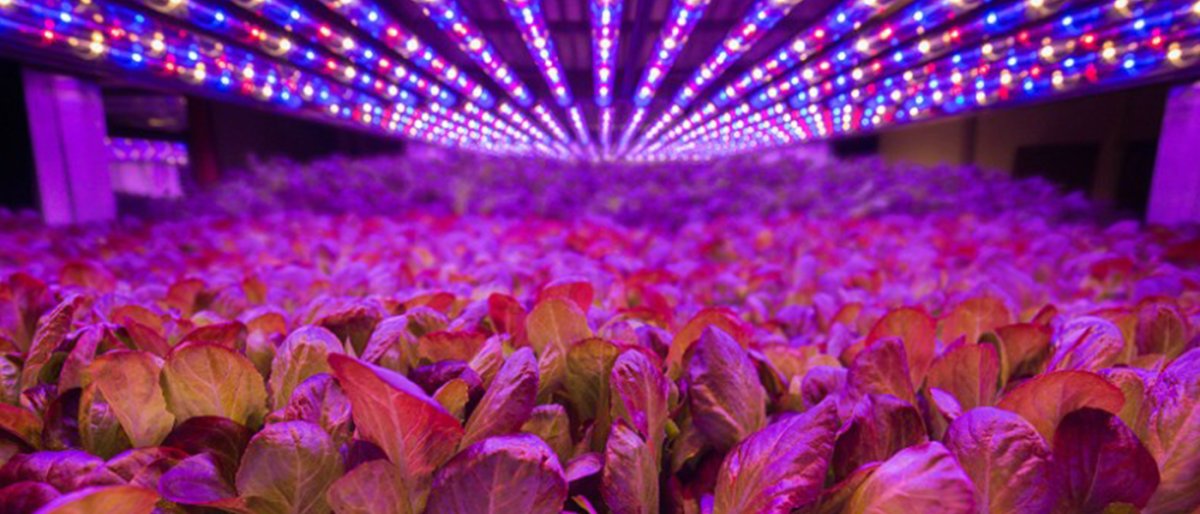 Meet the Farm That Grows Plants with Zero Sunlight, Soil, Pesticides ...