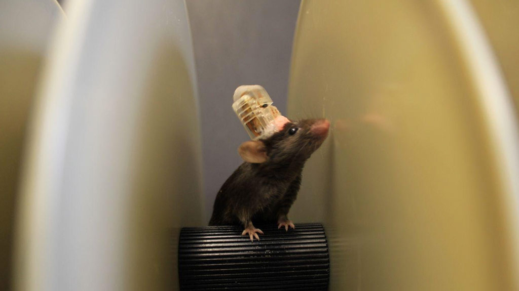 Just Add Light: Genetic Modification Lets Researchers Control Mice ...