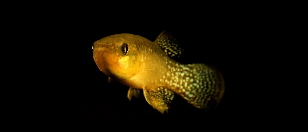 The Age of the Human: These Fish Evolved to Survive Toxic Waters