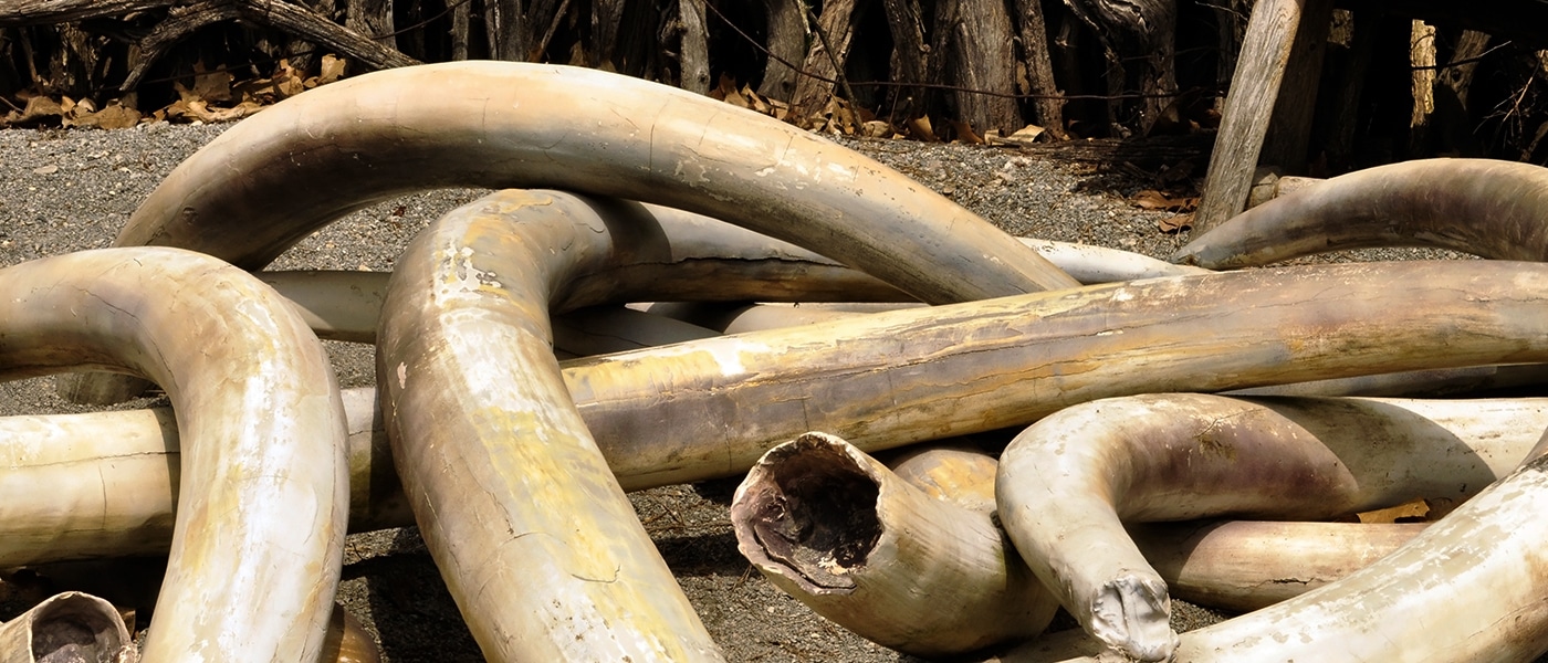 The Biggest Ivory Market in the World Will End All Legal Trading in 2017