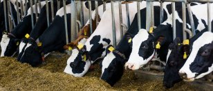 Scientists Have Created Genetically Modified Cows That Are Resistant to ...