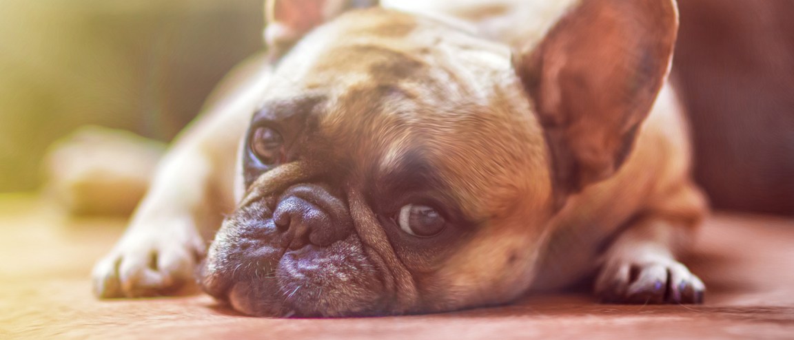Genetic Engineering Can Help Us Save Animals' Lives