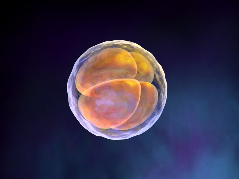 First U.S. Human Embryo Gene Editing Experiment Successfully "Corrects ...