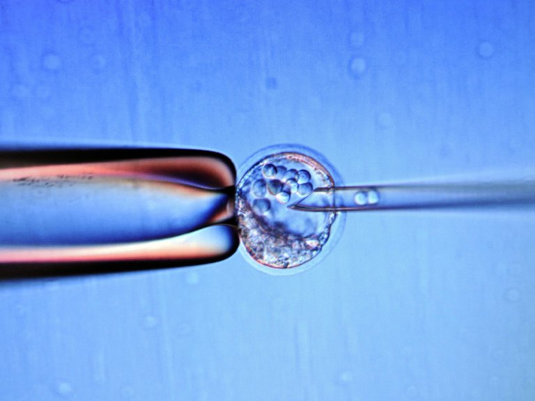 New Record Set for Keeping Lab-Grown Human Embryos Alive