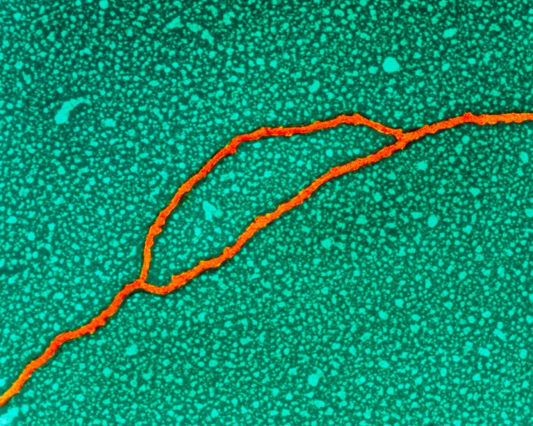 Scientists Have Created A Way to "Delete" DNA in Living Cells