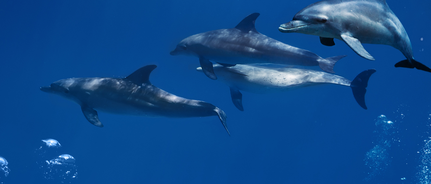 The Language of Dolphins Could Be Translated by 2021
