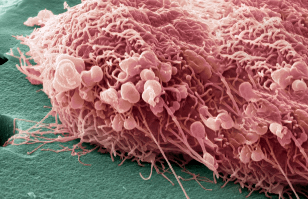There's A Previously Undiscovered Organ in Your Body, And It Could ...