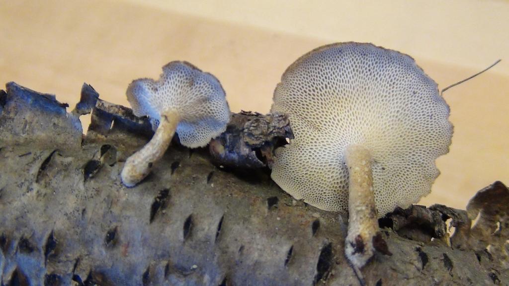 NASA: Understanding Fungi is Necessary to Keep Humans Safe While ...