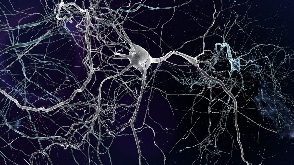 Making A Better Brain: Scientists Just Discovered a New Kind of Brain Cell